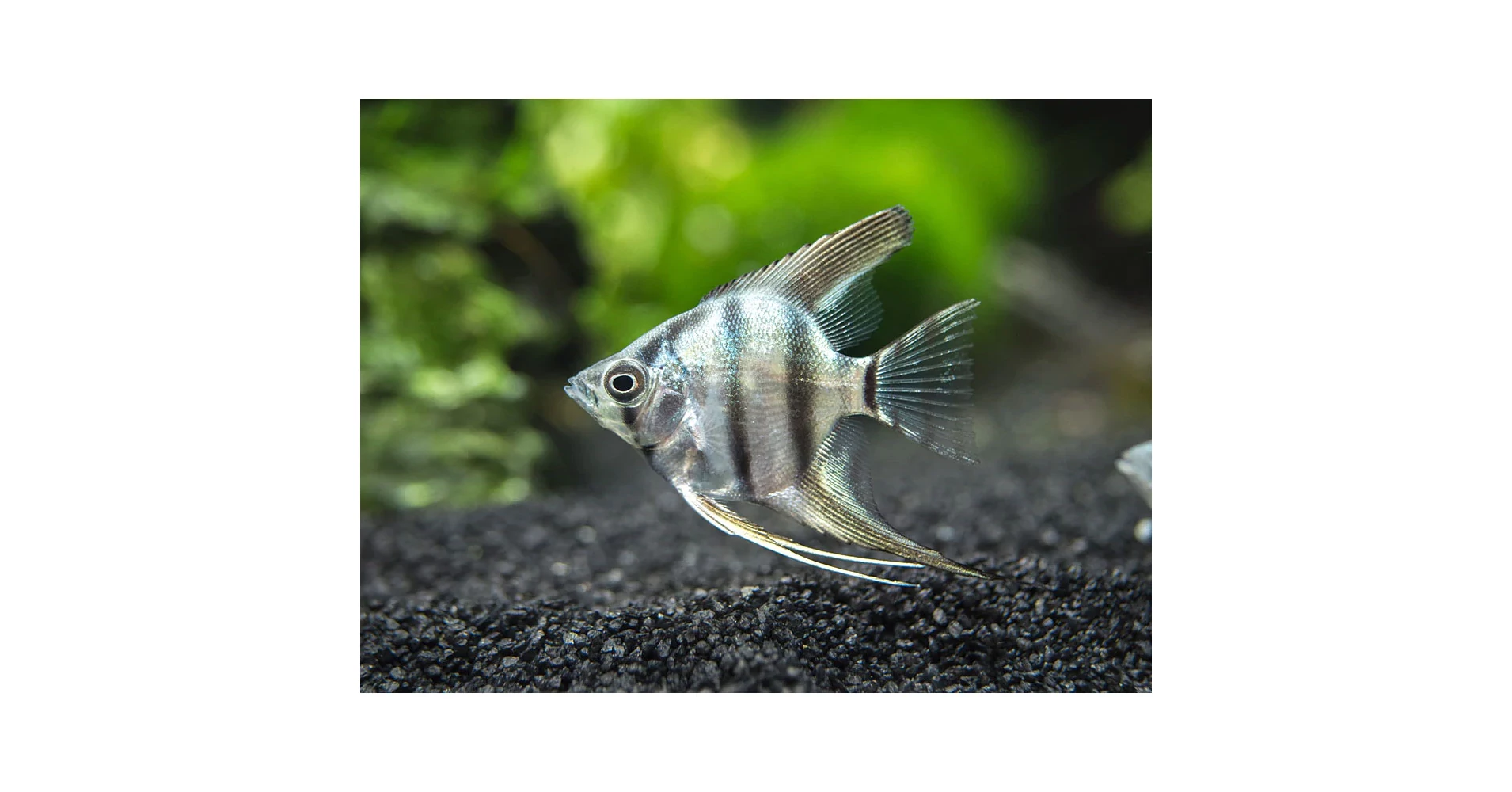 Vitorláshal /Pterophyllum scalare/ kicsi - Akváriumi halak