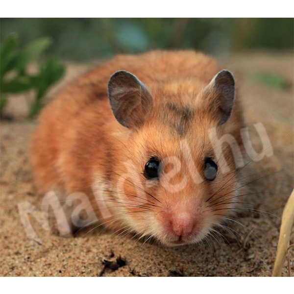 Szíriai aranyhörcsög - Kisállatok