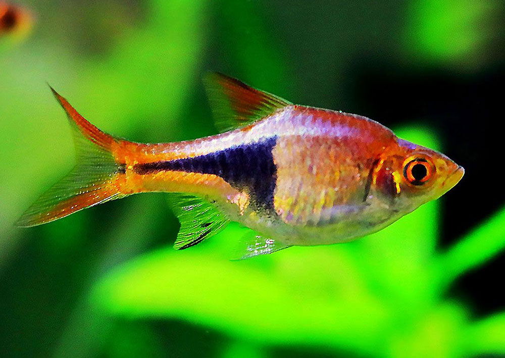 Ékfoltos razbóra /Trigonostigma heteromorpha/ - Akváriumi halak