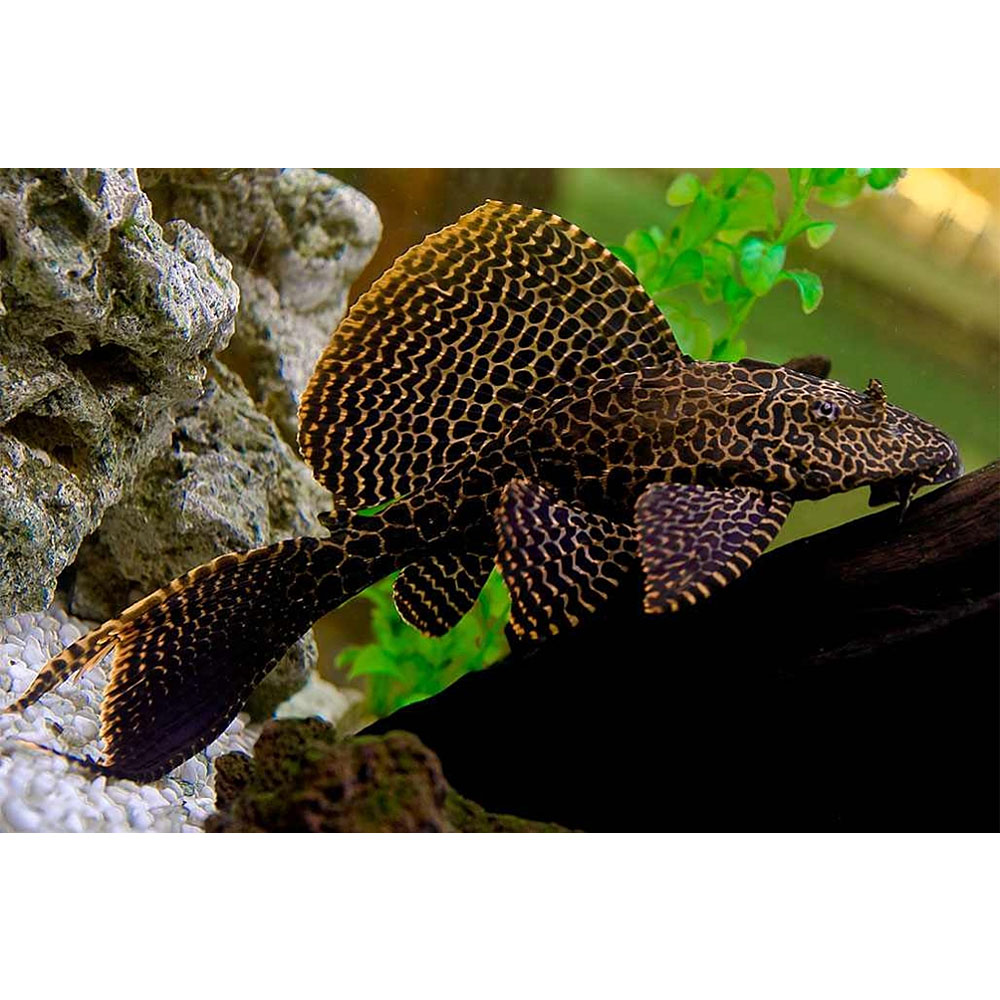 Gibbicepsz /Pterygoplichthys gibbiceps/ kicsi - Akváriumi halak