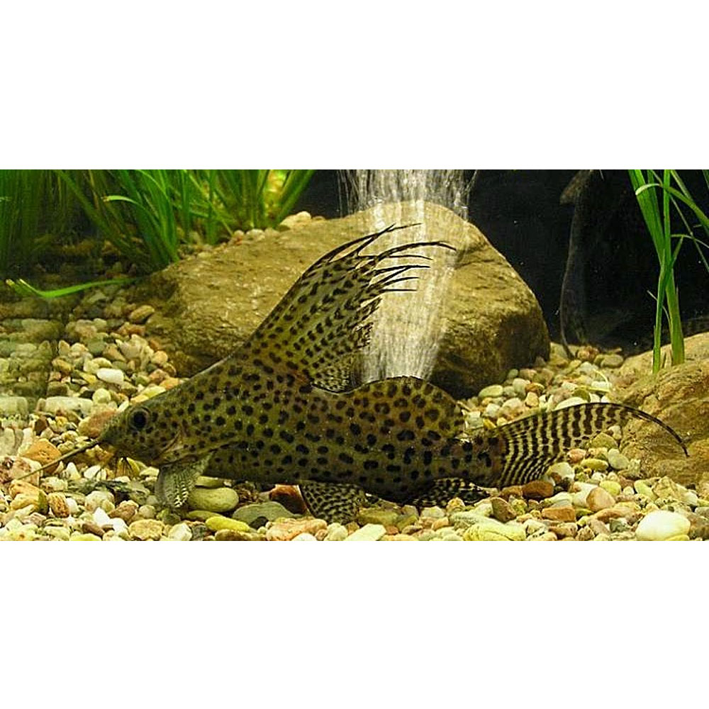 Hátonúszó harcsa /Synodontis eupterus/ - Akváriumi halak
