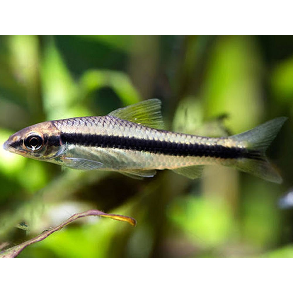 Sziámi algaevő hal /Crossocheilus oblongus/ - Akváriumi halak
