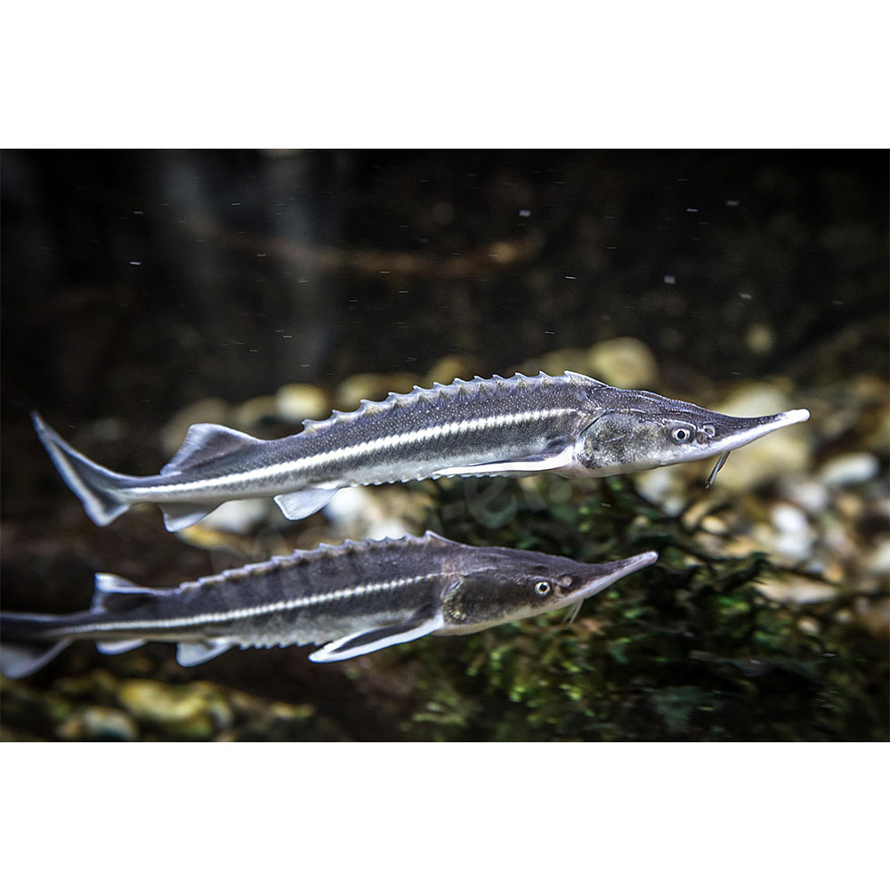 Tokhal 20-30cm - Tavi halak