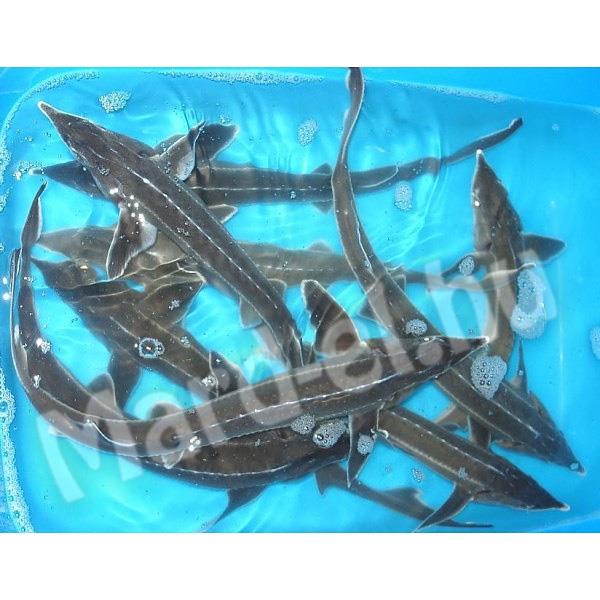 Tokhal 15-20cm - Tavi halak